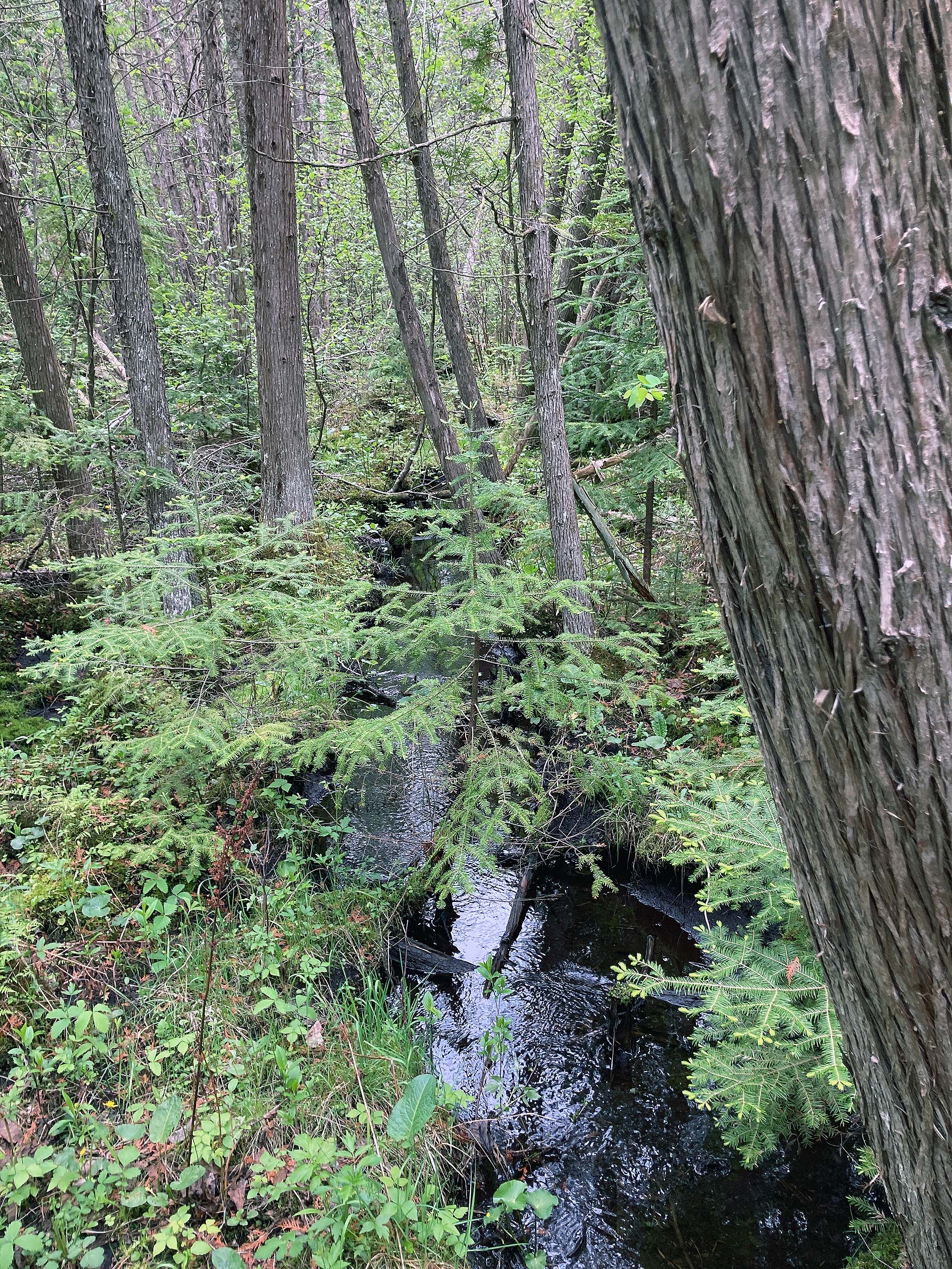 Michigan's High Country Pathway - Live Hike Camp